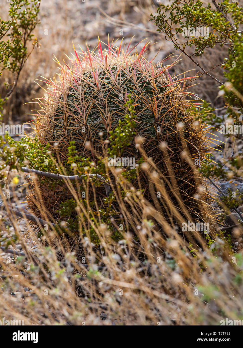 Cactus plants nevada hi-res stock photography and images - Alamy