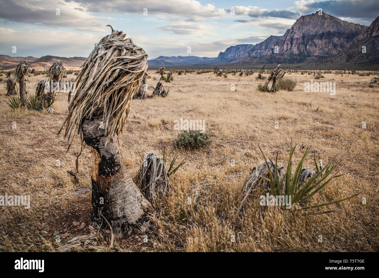 Burnt Mojave Yucca, Red Rock Canyons Conservation Area, Nevada, USA ...