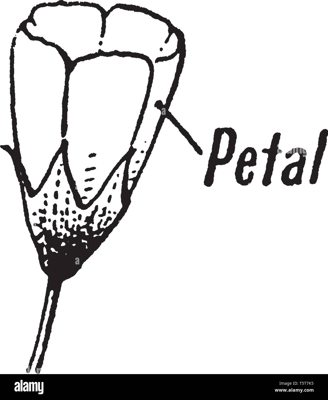 This picture is showing a petal. It is thin and short. The petal is ...