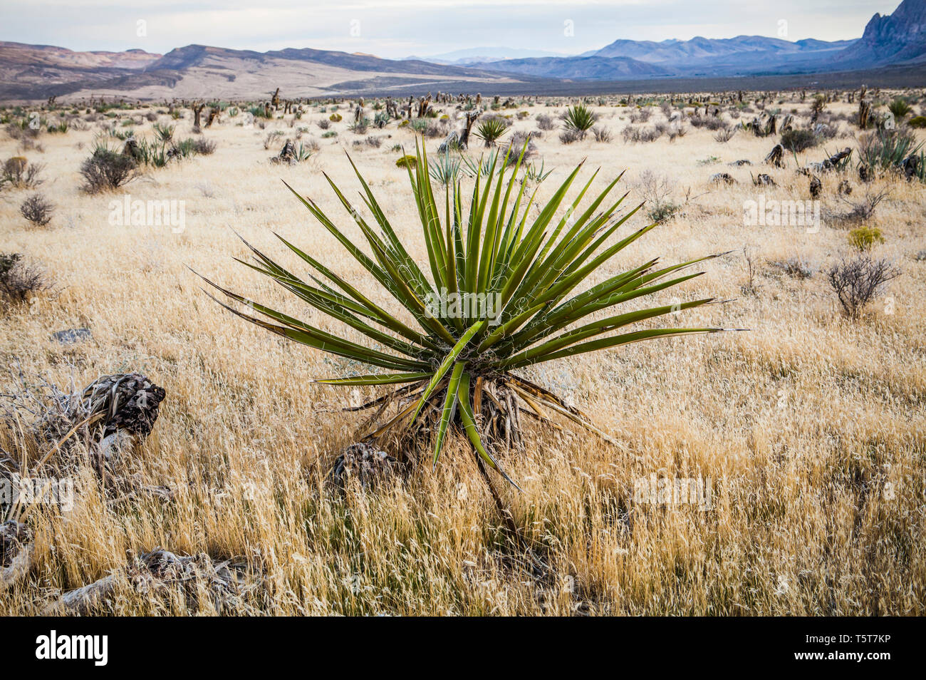 Mojave Yucca, Red Rock Canyons Conservation Area, Nevada, USA Stock ...