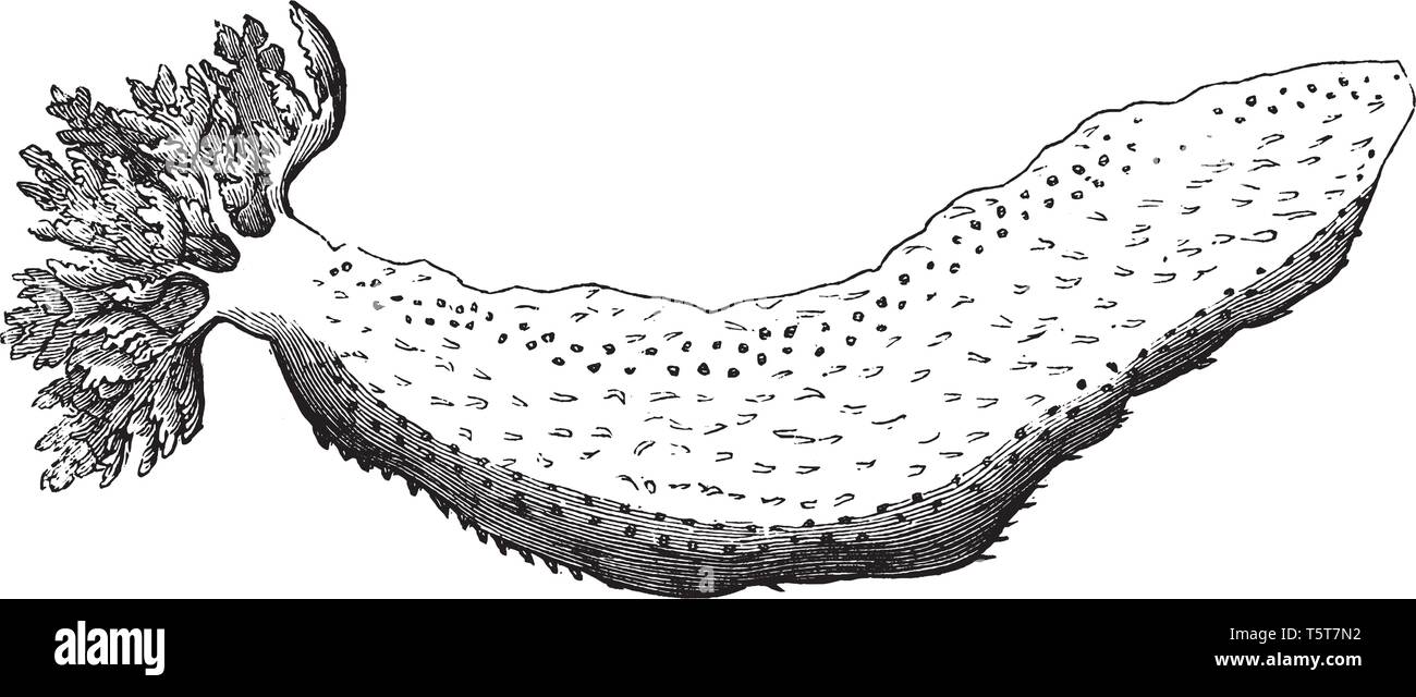 Sea Cucumber Drawing