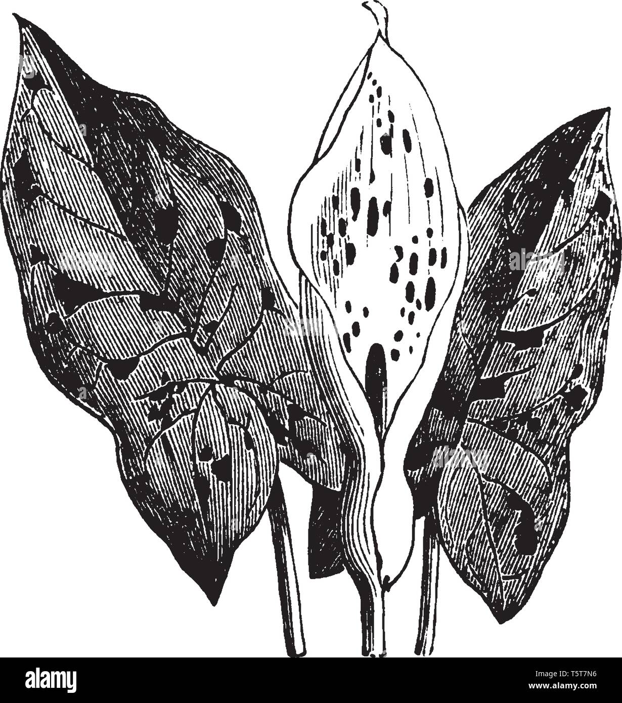 Arum maculatum leaves Stock Vector Images - Alamy