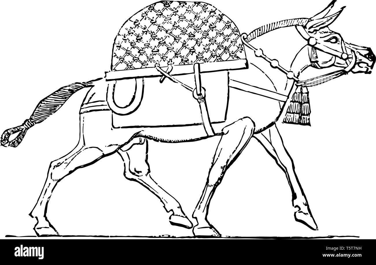 This is the image of the animal called mule. The animal life of Assyria ...