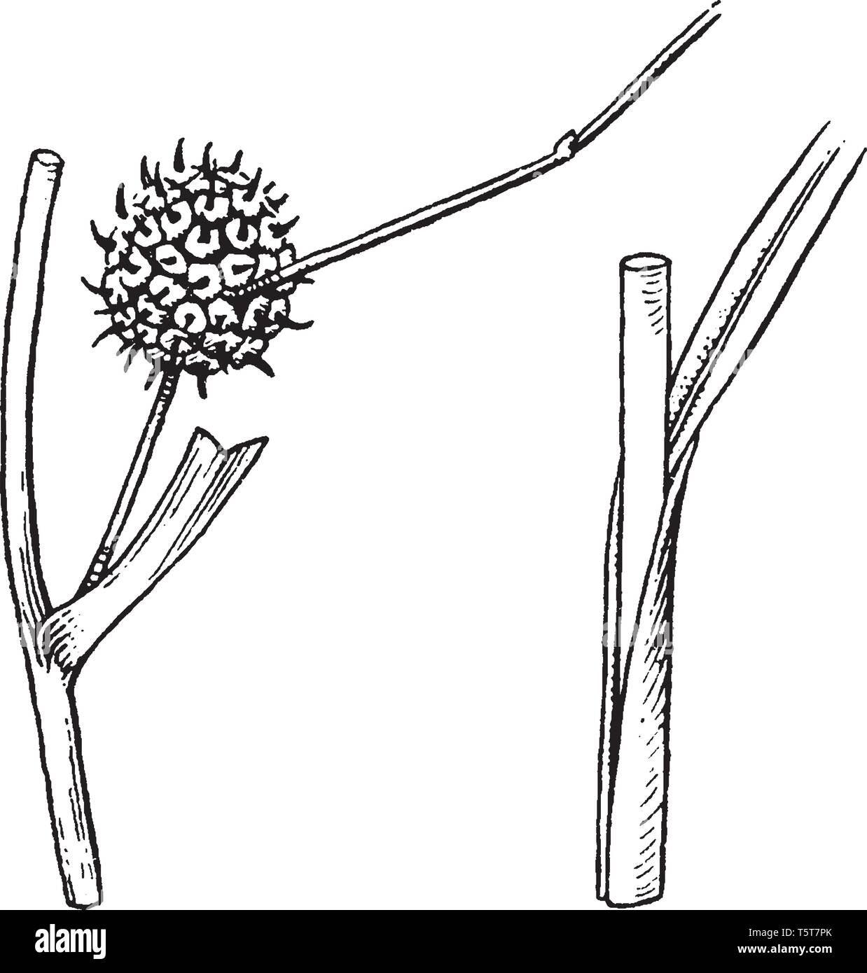 Swamp Plants Drawings