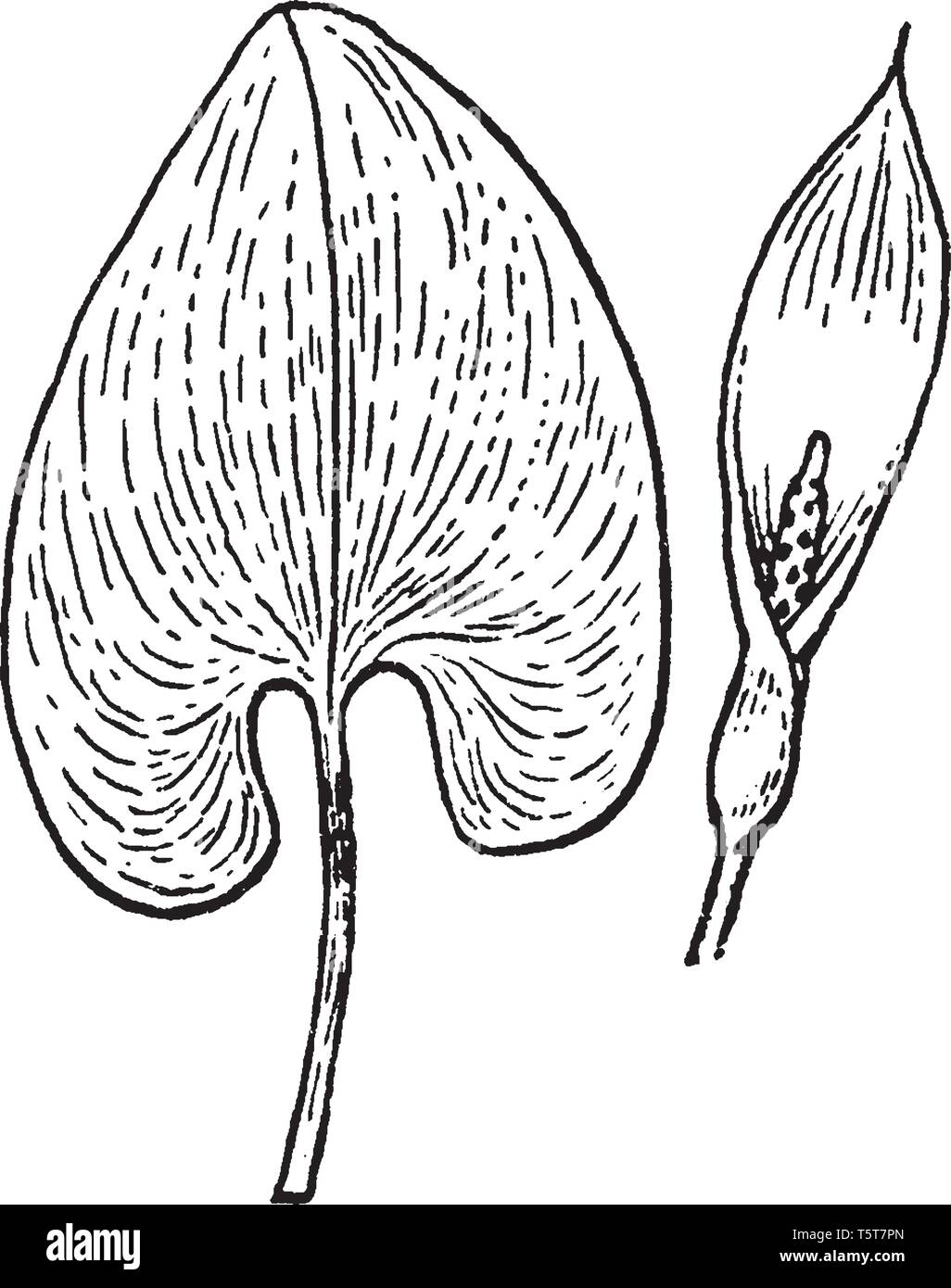 Thick waxy leaves hi-res stock photography and images - Alamy