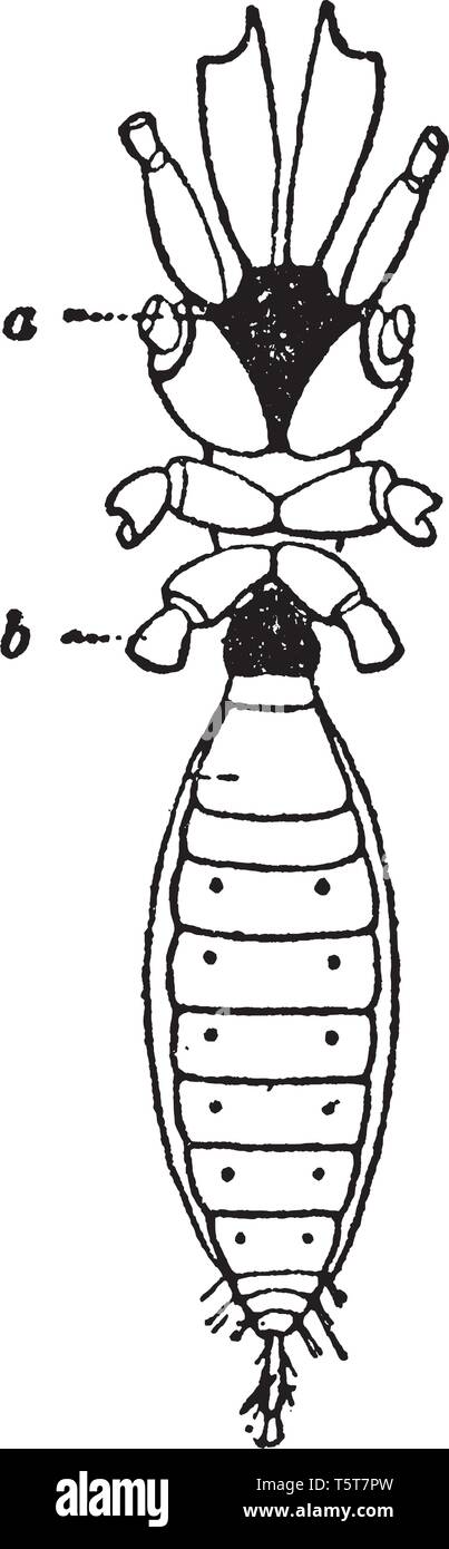 Short base Cut Out Stock Images & Pictures - Alamy