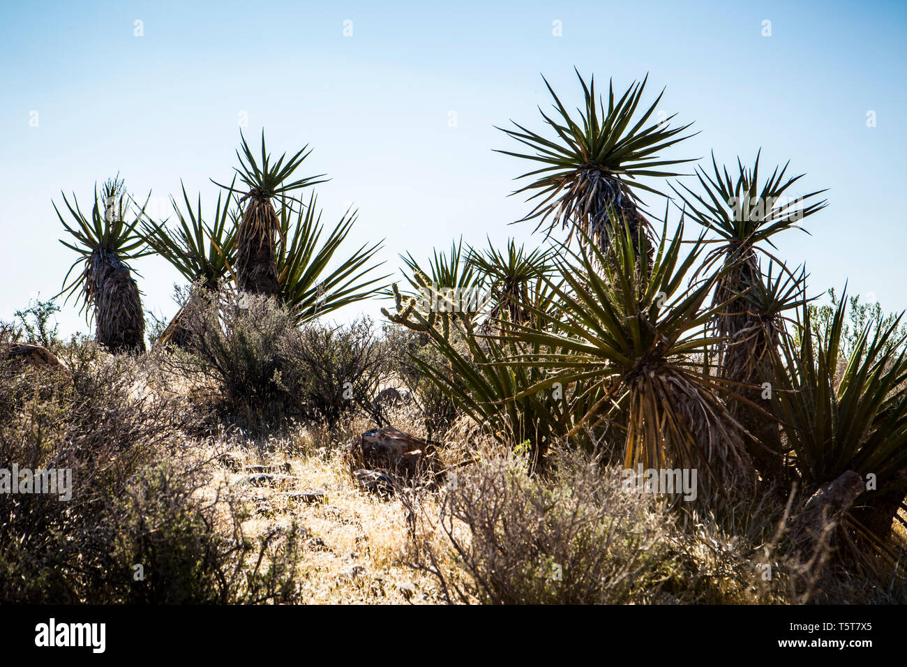 Mojave Yucca plants growing on a hillside, Red Rock Canyons ...