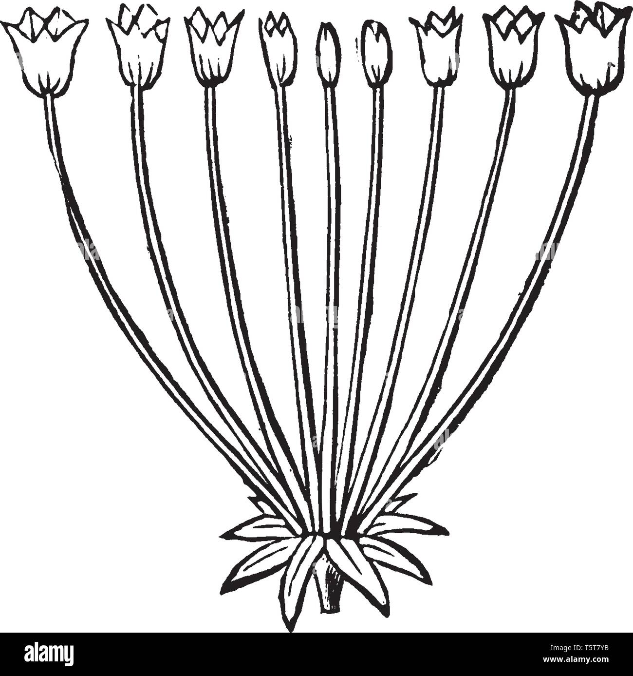 A picture or diagram showing the umbel arrangement of flowers which ...