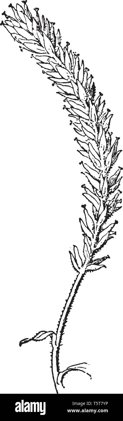 Long narrow branches Stock Vector Images - Alamy