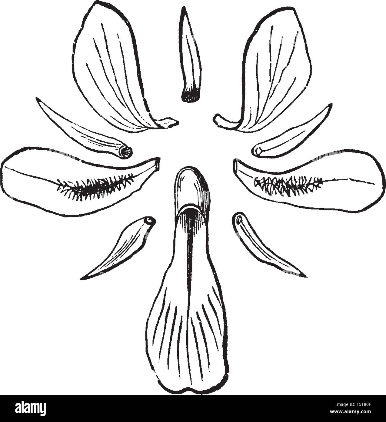 Corolla And Calyx Of Flower