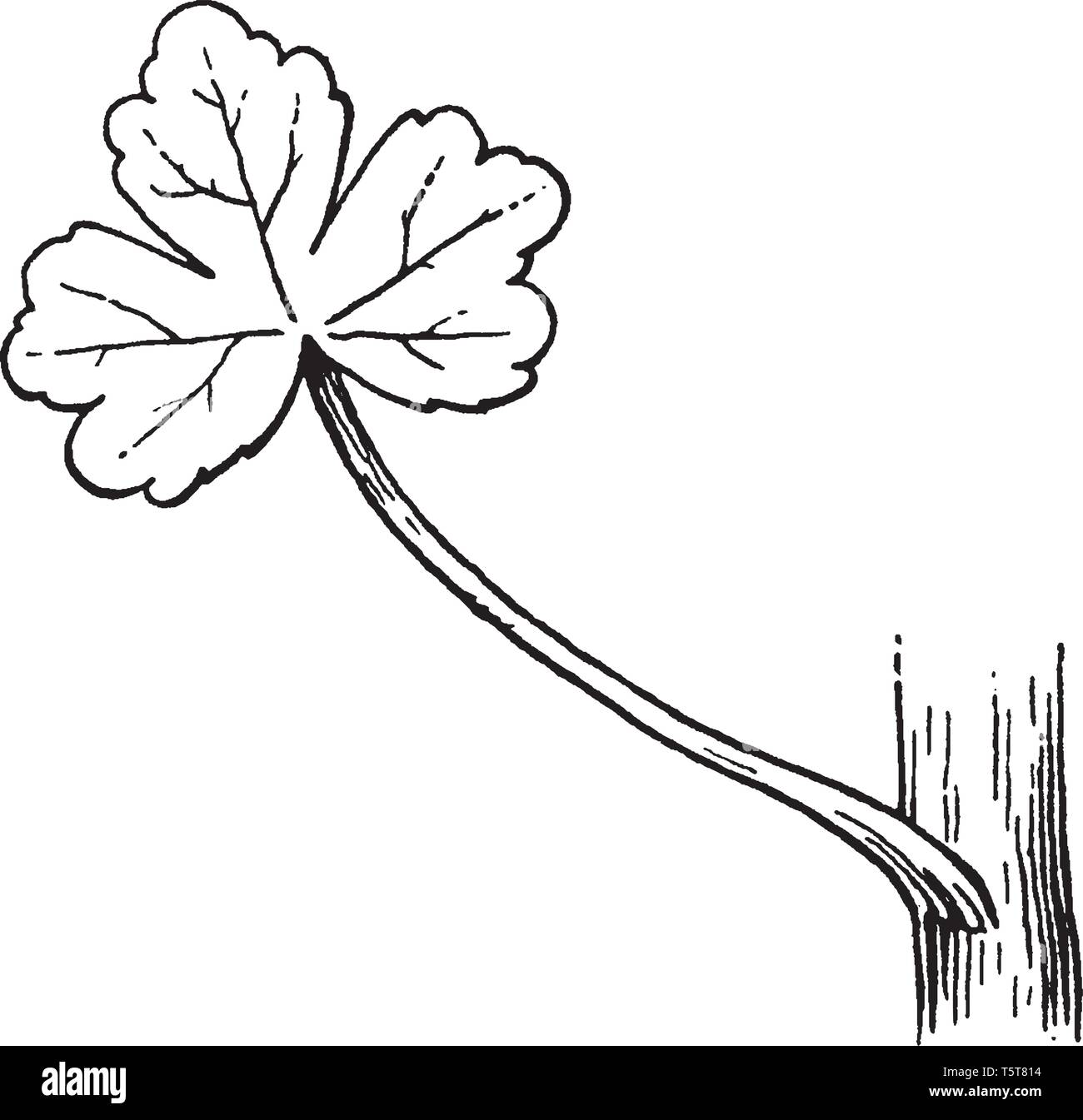 Plant with long stalk and leaves hi-res stock photography and images ...