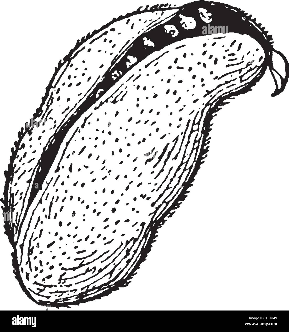 This is an image is of pod containing numerous seeds and Outer covers ...