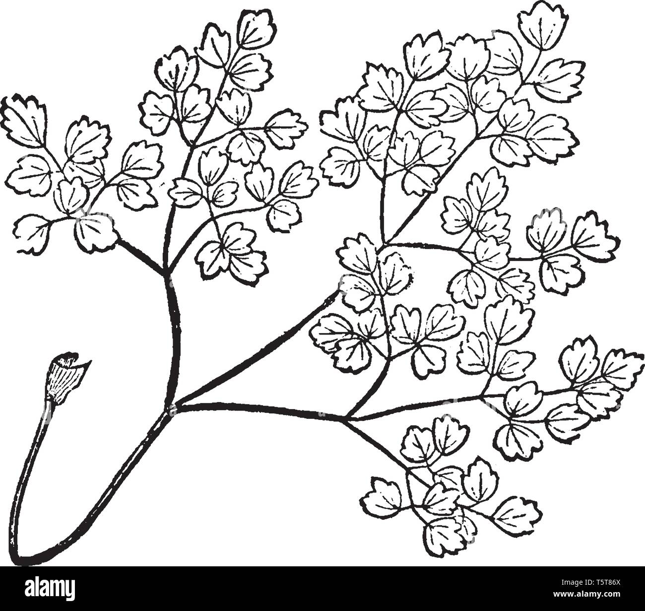 Sprig Stock Vector Images - Alamy