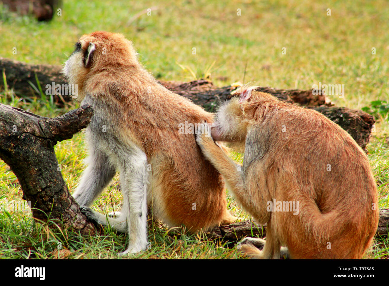 Couple of monkey is grooming. Male monkey checking for fleas and ticks ...