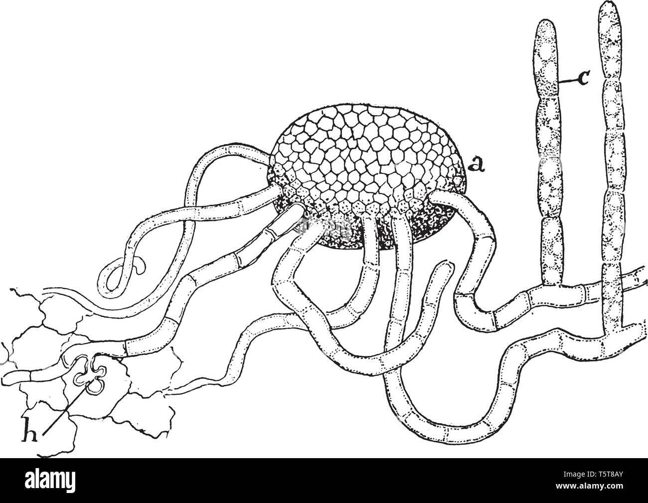 An image shows mycelium. This image shows an enlarged view of the ...