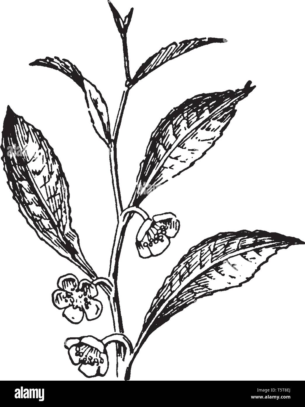 Tea species Stock Vector Images - Alamy