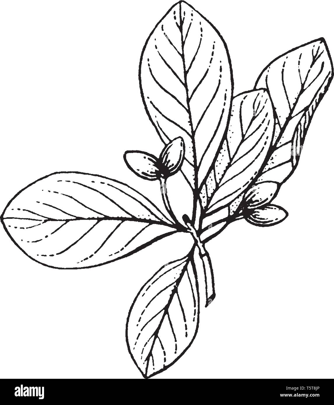 Swollen bases hi-res stock photography and images - Alamy