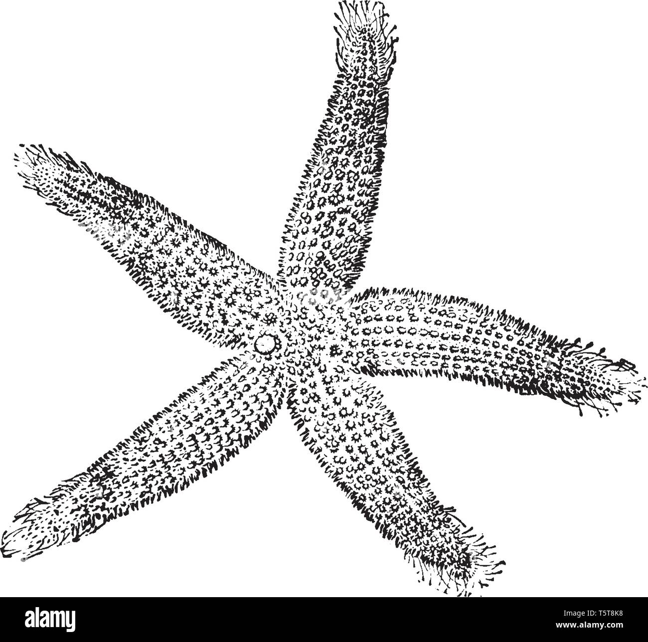 Starfish Diagram Bivium