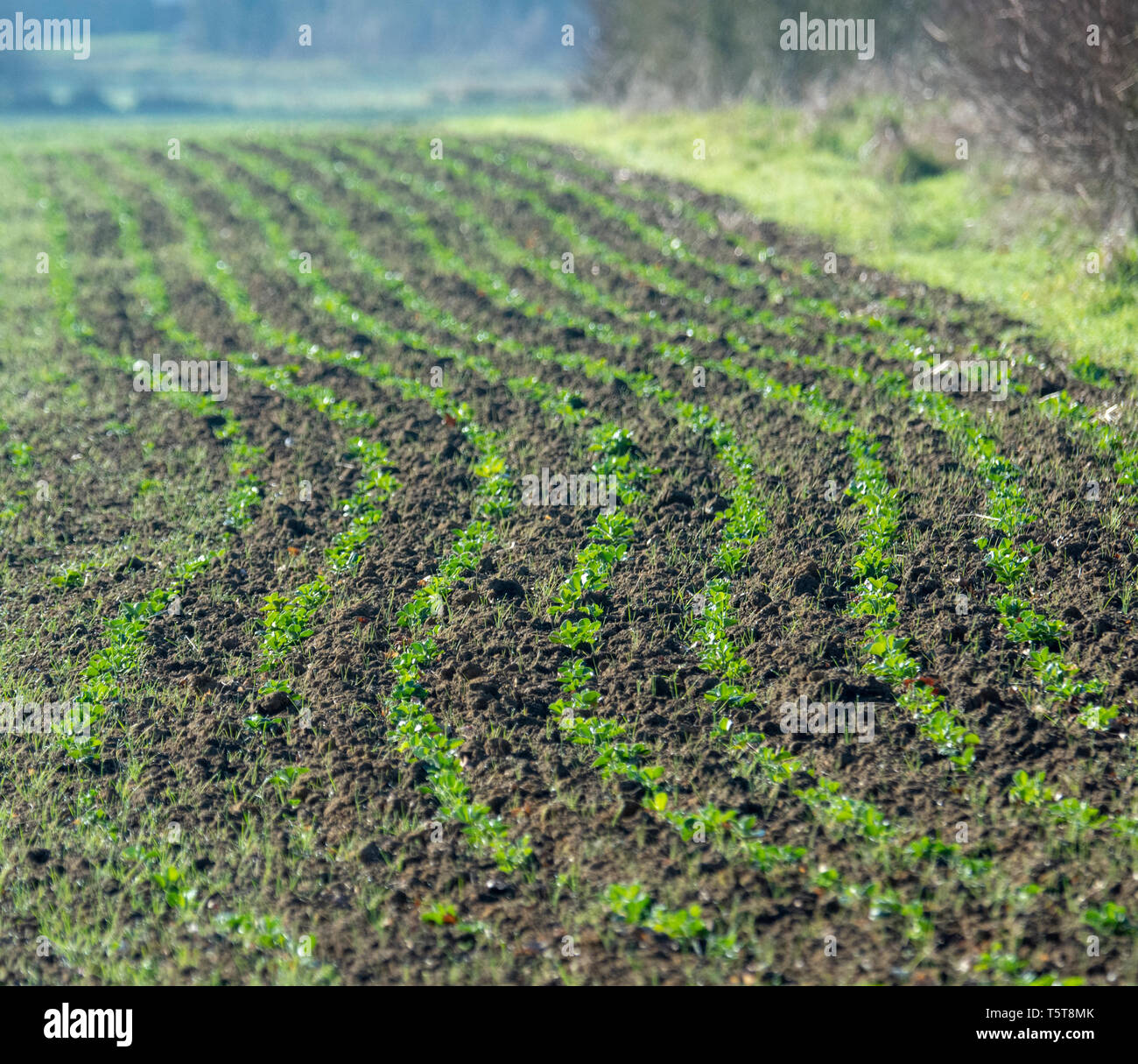 Rows of beans hi-res stock photography and images - Alamy