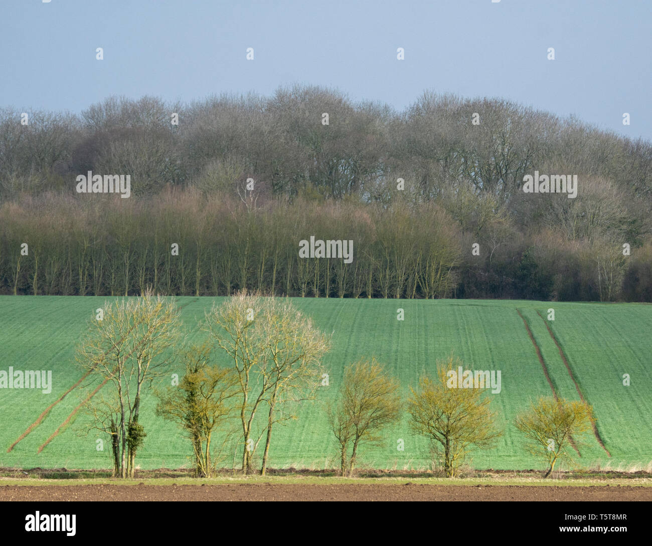 Sunlit row of trees in front of a wood and arable field Stock Photo - Alamy