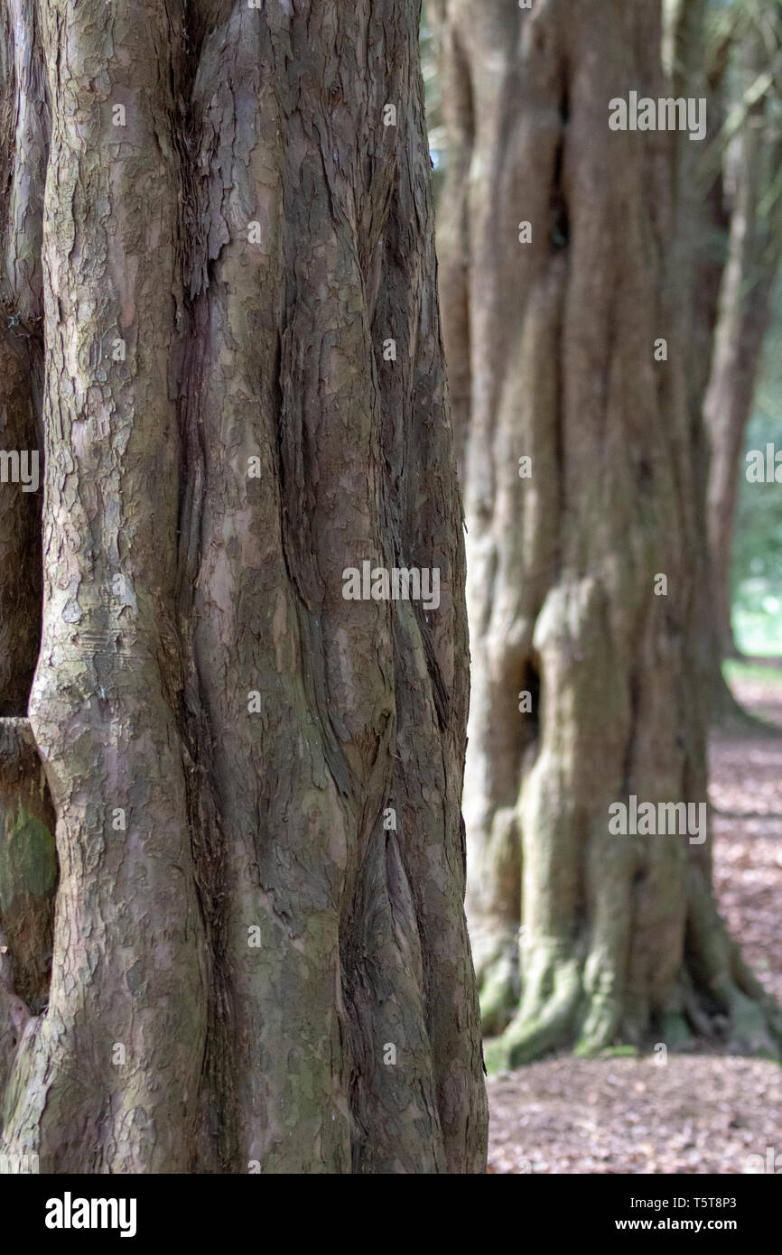 Yew trees (Taxus baccata Stock Photo - Alamy