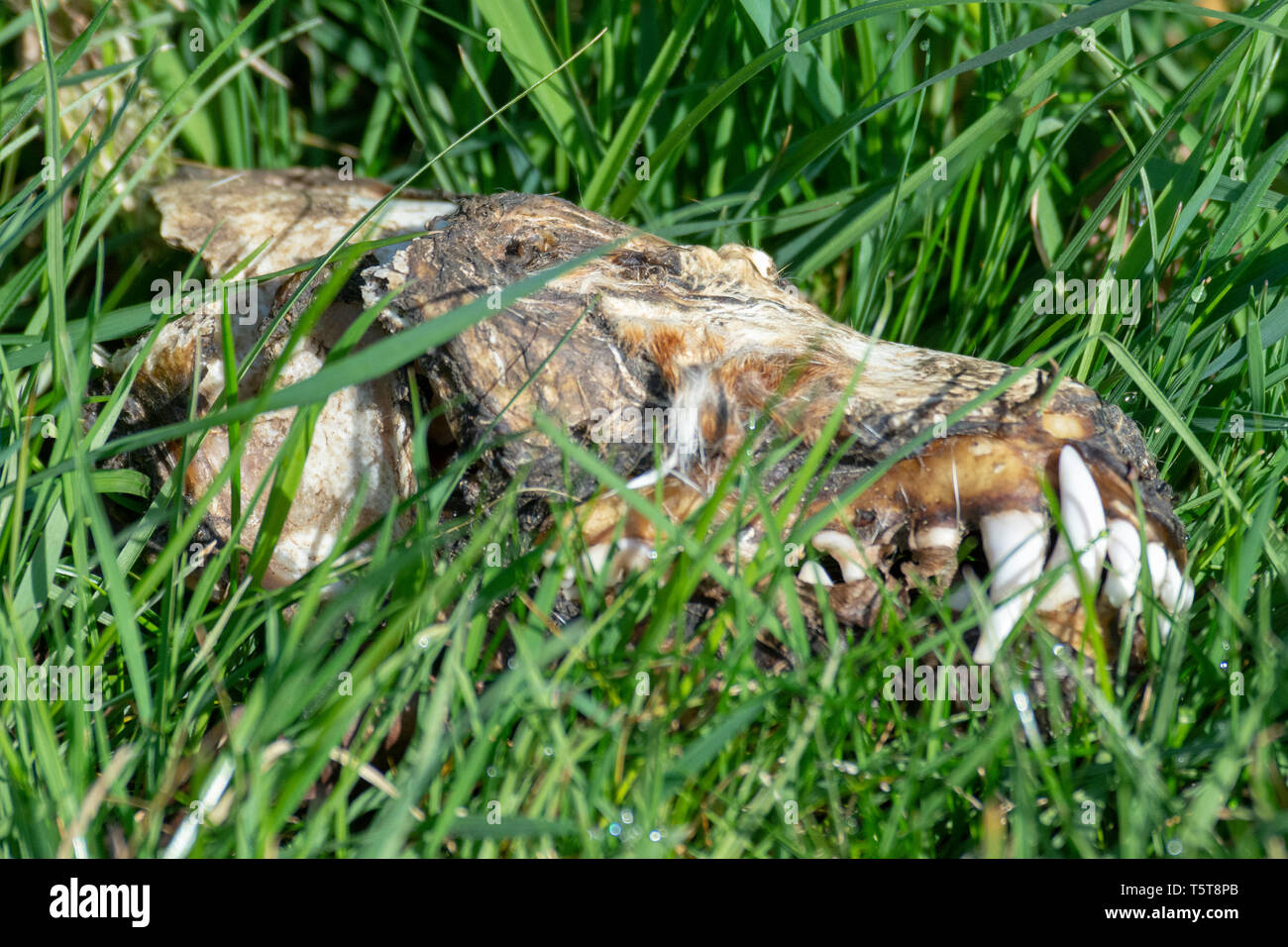 Red fox (Vulpes vulpes) skull Stock Photo - Alamy