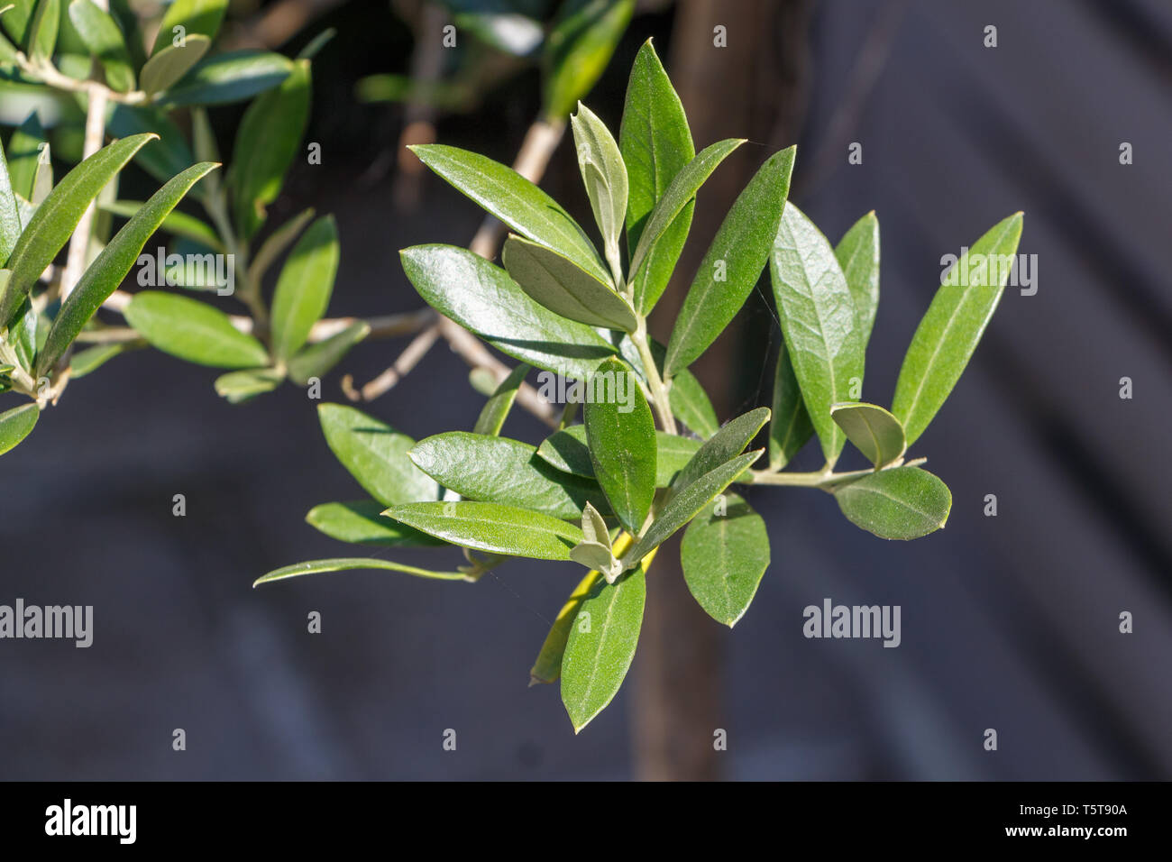 Olive tree leaves in summer hi-res stock photography and images - Alamy