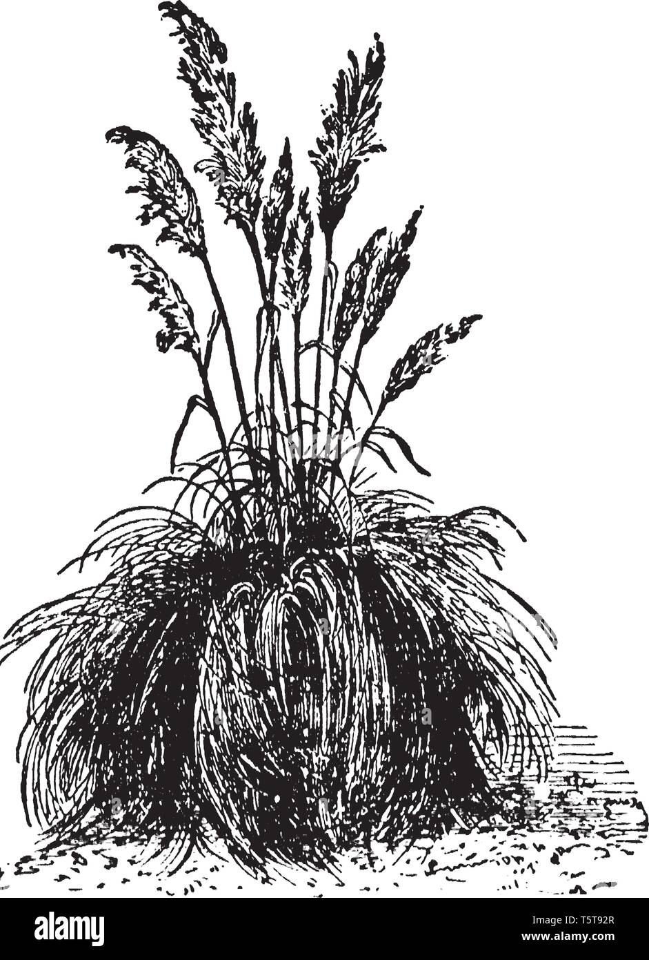 Pampas Gras is one of the many flowering plants in South America. There ...