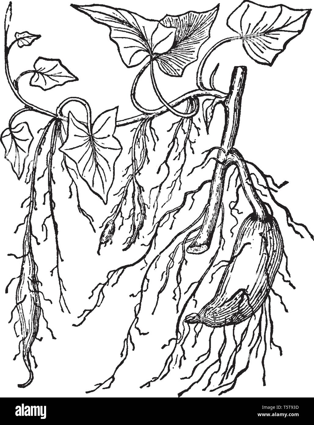 Sweet potatoes growing Stock Vector Images - Alamy
