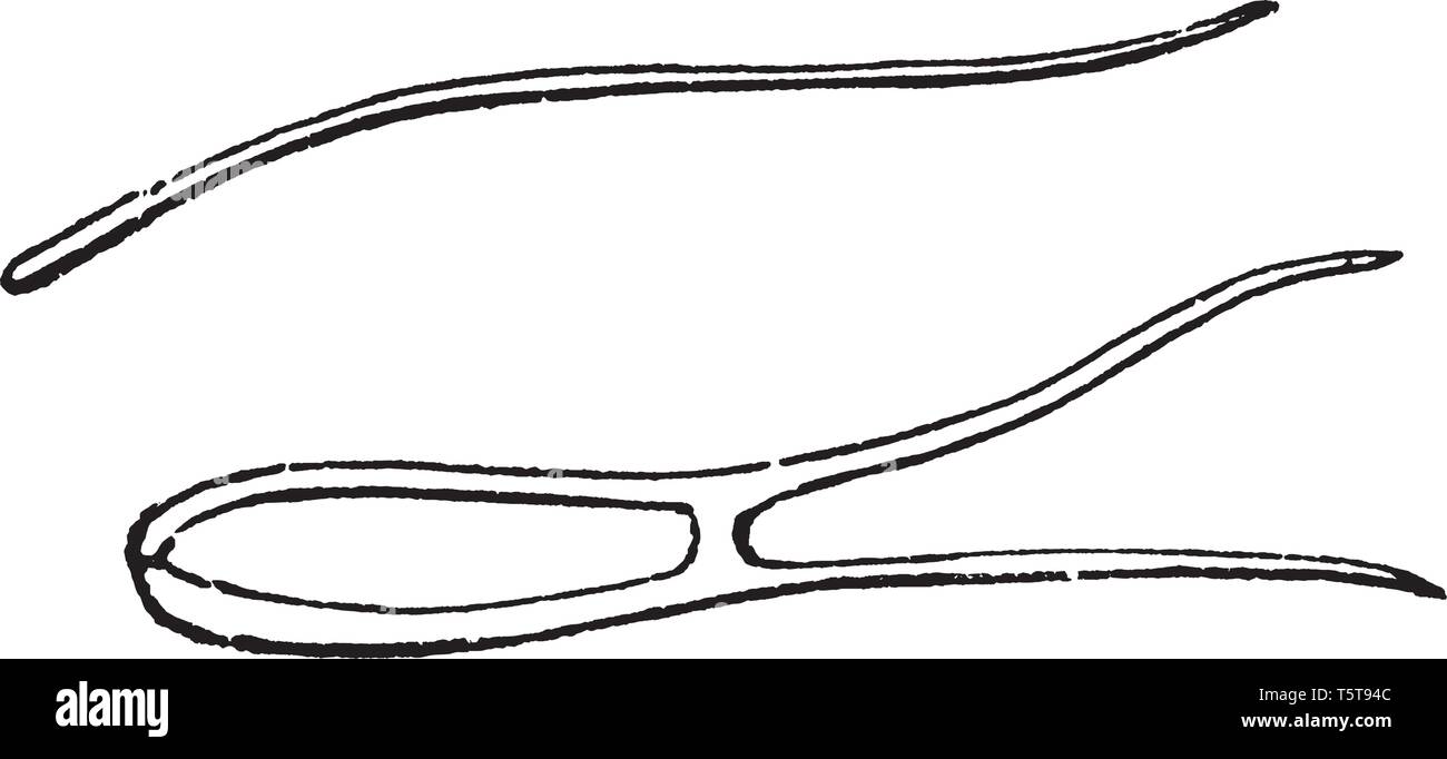 An image of tilletia. This is a secondary spore, vintage line drawing ...