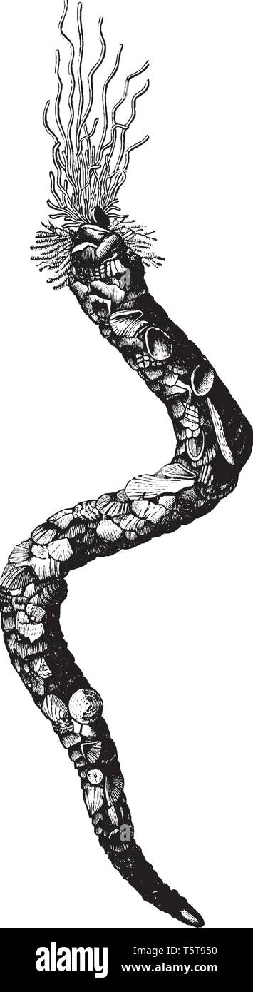 Terebella medusa which the soft parts of the animal can be retracted ...