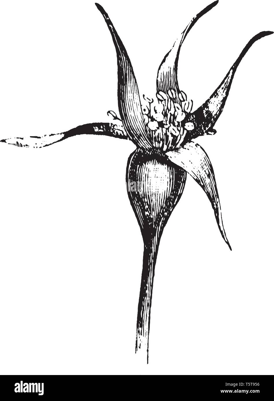 A picture, that's showing a rose bud. Bud is thick and oval shaped. An ...