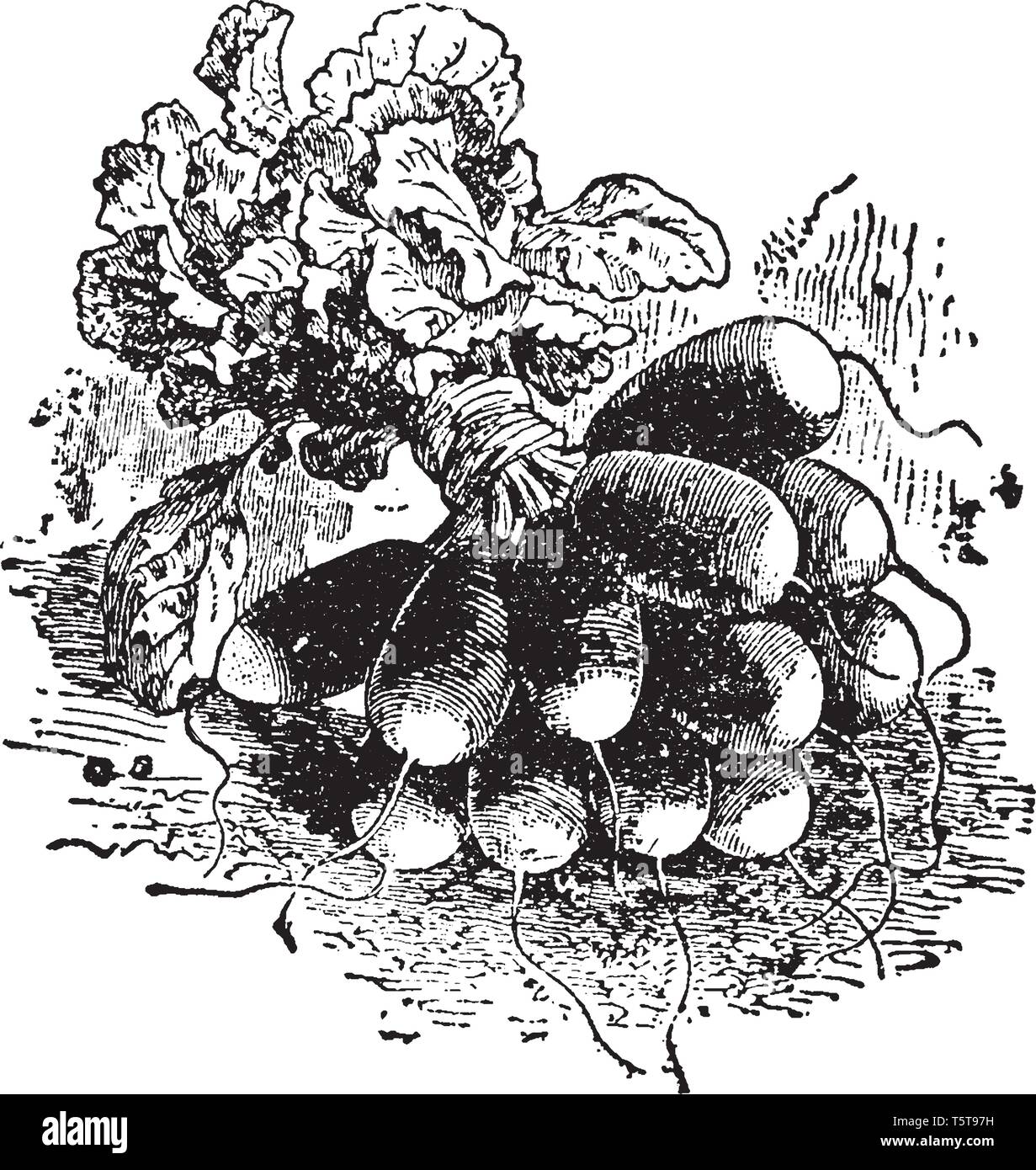 This is Radish plant. Radish is at developing stage and one needle like ...