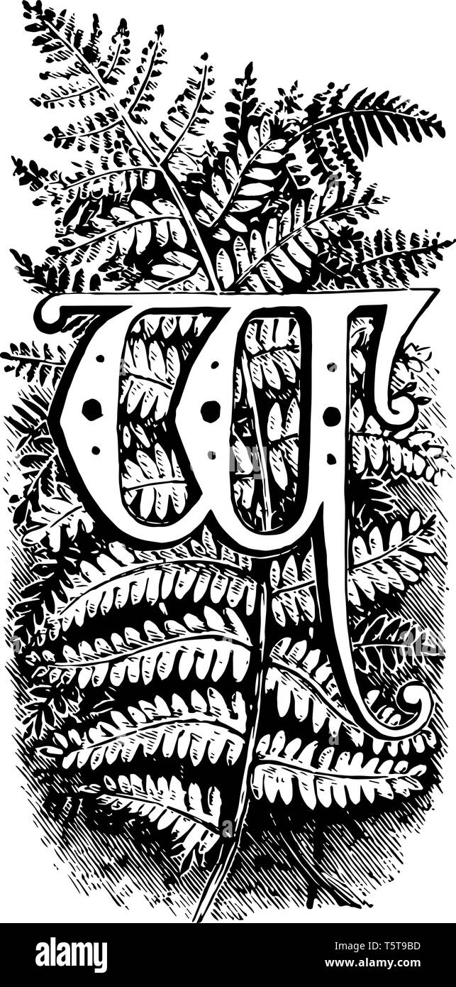 This picture includes the letter W. behind the letter W there is branch ...