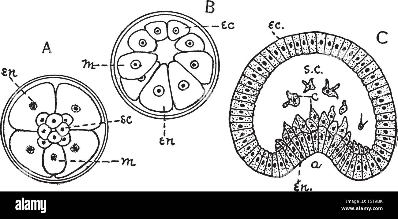 Two Embryonic Layers