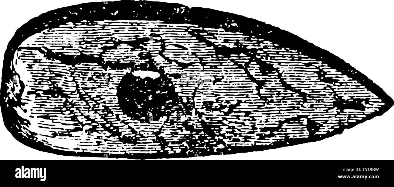 This image shows the stone ax. This is used for cut and split wood ...