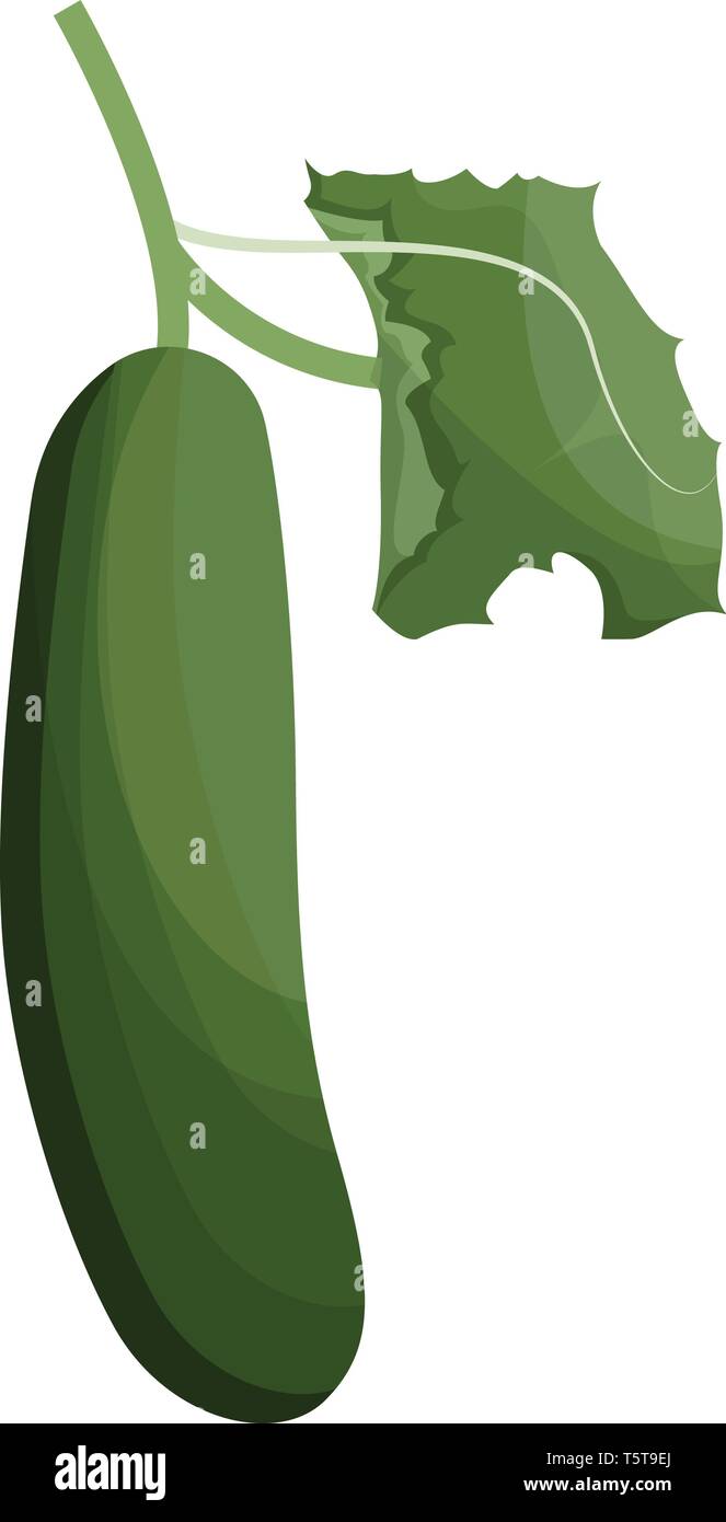 Green cucumber with green leaf vector illustration of vegetables on ...