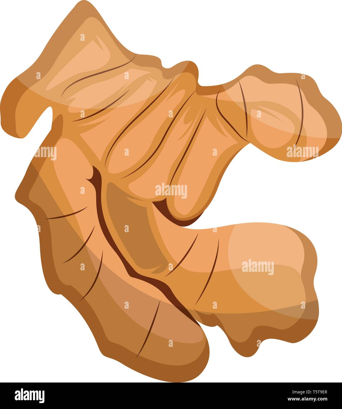 Ginger vector illustration Stock Vector Images - Alamy