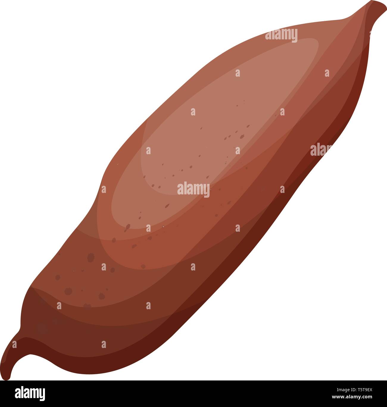 Brown kumara root vector illustration of vegetables on white background ...