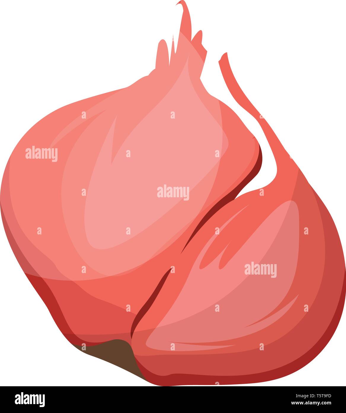Dark pink shallots vector illustration of vegetables on white ...