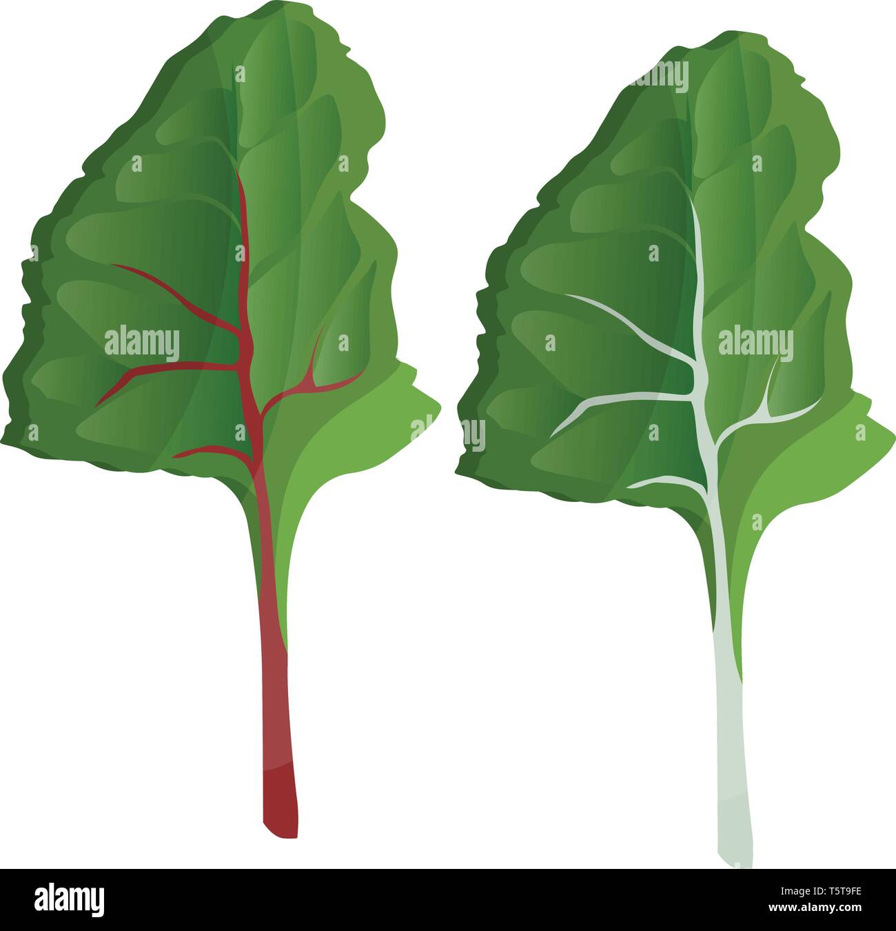 Green silver beet leafs vector illustration of vegetables on white ...