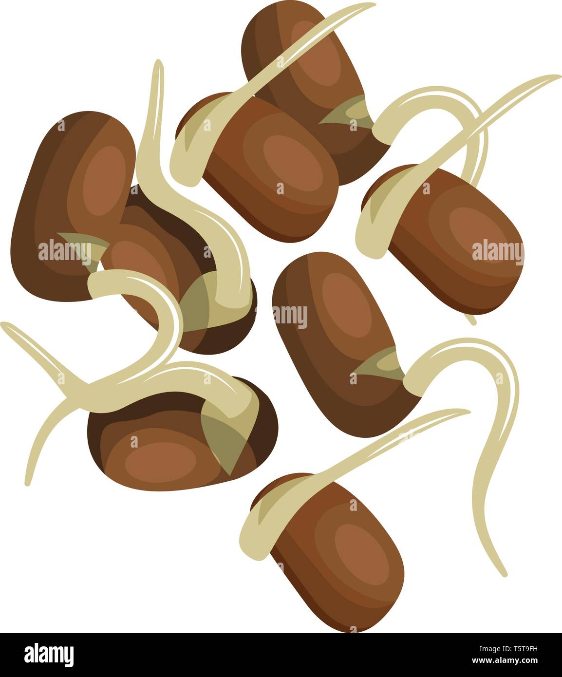 Brown sprout beans vector illustration of vegetables on white ...