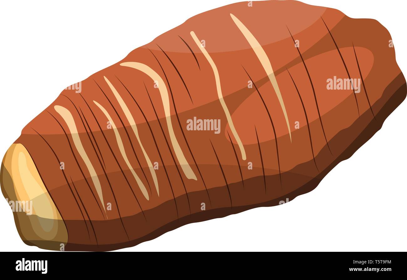 Brown taro root vector illustration of vegetables on white background ...