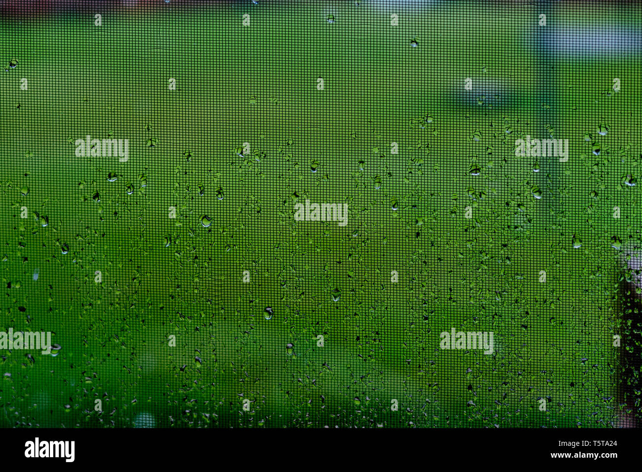 Raindrops falling at the window hi-res stock photography and images - Alamy