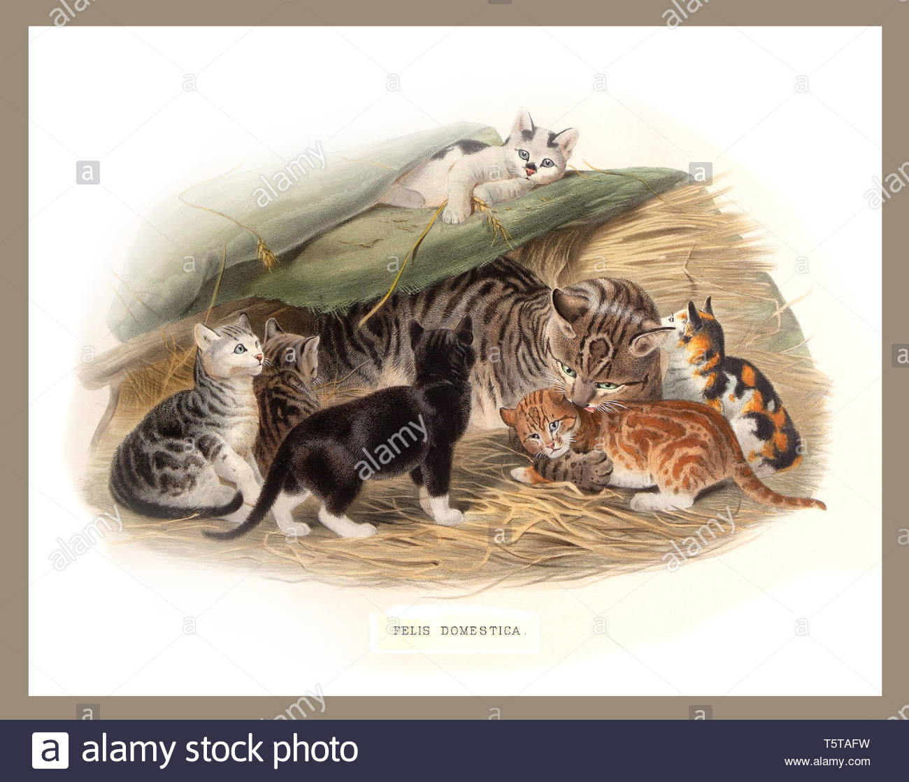 Cat Etching Vintage High Resolution Stock Photography and Images - Alamy