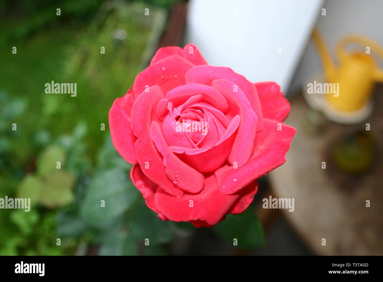 A perfect red rose with drew drops Stock Photo - Alamy