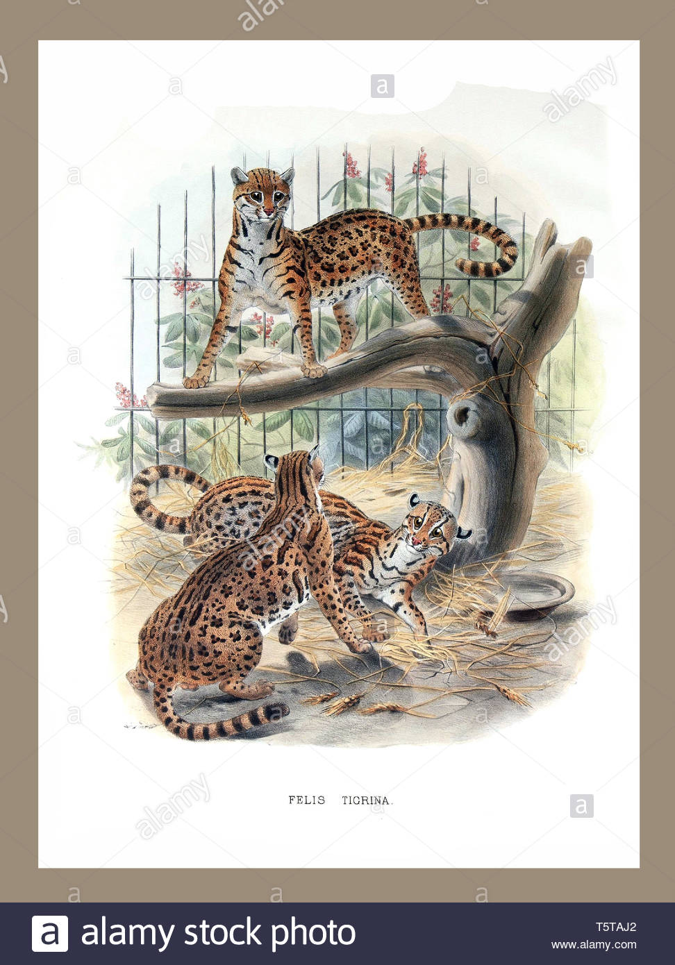 Leopardus Tigrinus High Resolution Stock Photography and Images - Alamy