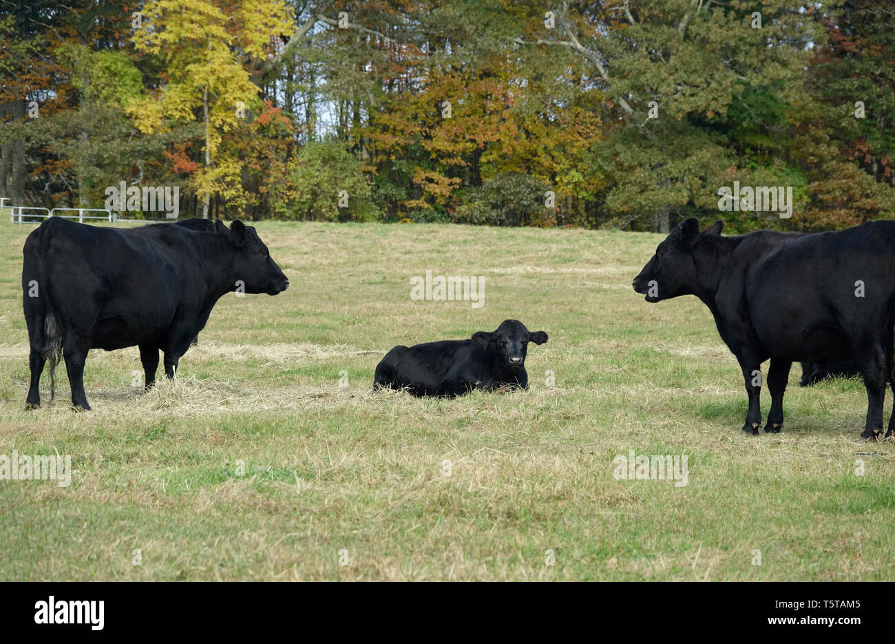 Three Black Cows on a Farm in the Fall Stock Photo - Alamy