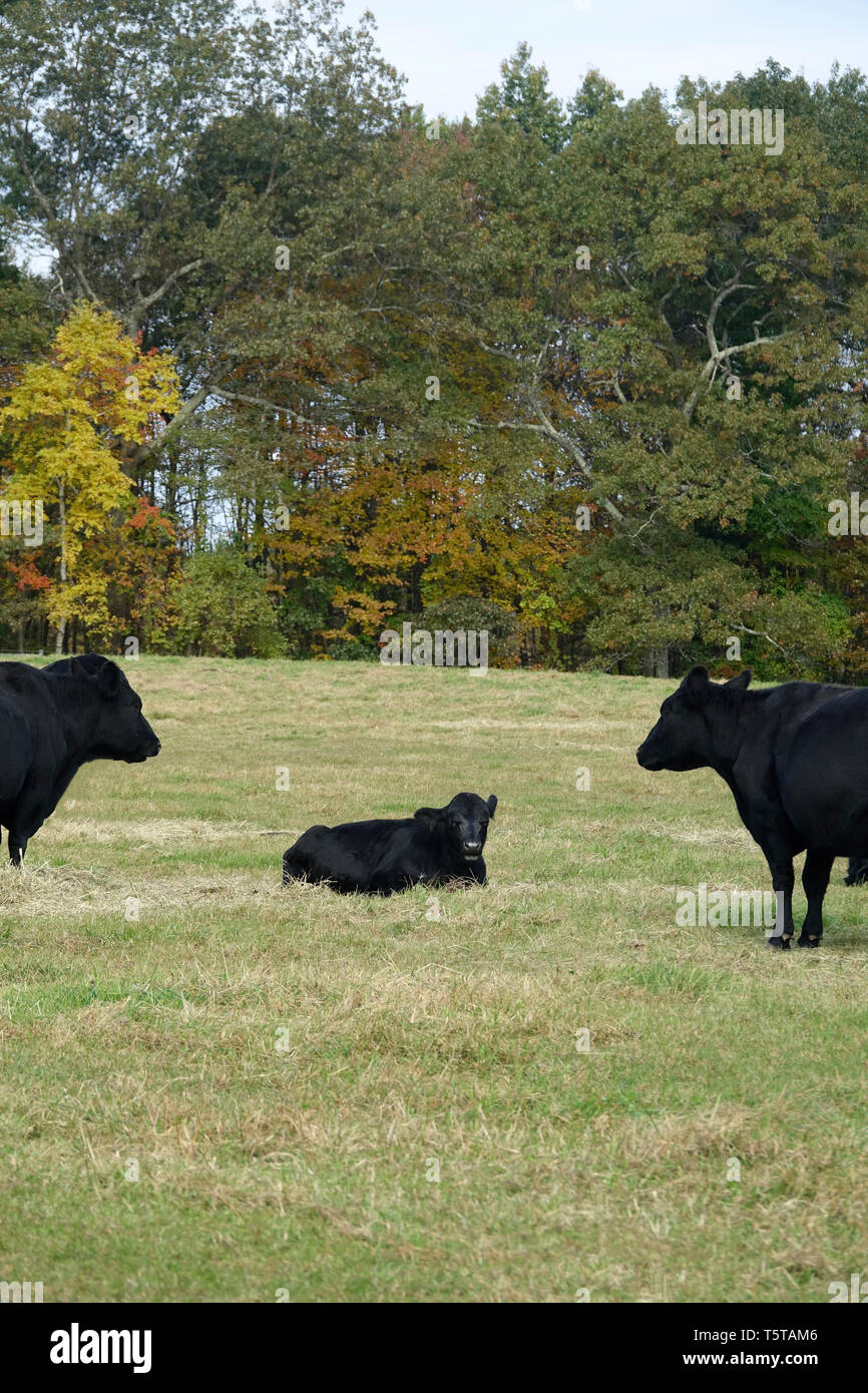 Three black cows hi-res stock photography and images - Alamy