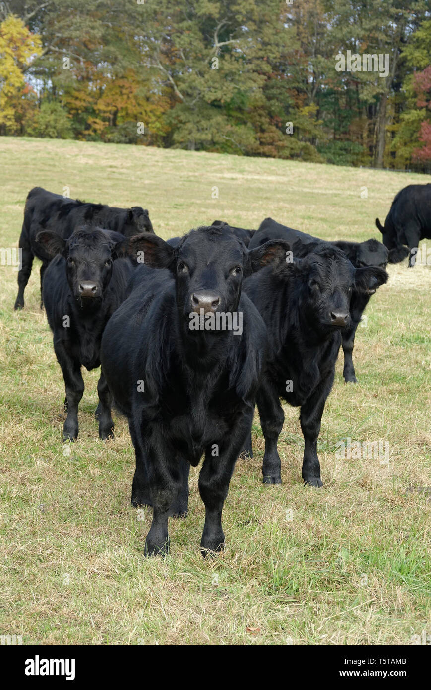 Black Cows in a Triangular Formation Stock Photo - Alamy
